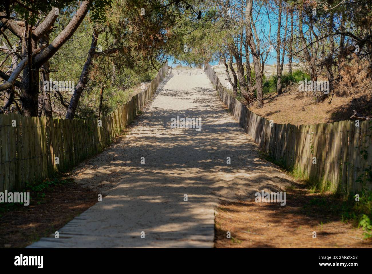 Beach access Wooden path at atlantic sea over sand dunes with ocean Le ...