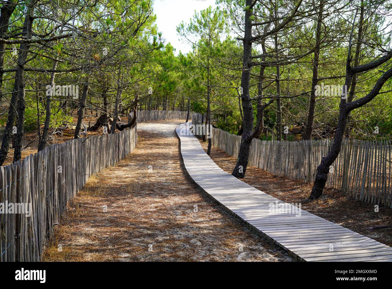wooden pathway coast access in pine forest on sand beach ocean atlantic ...