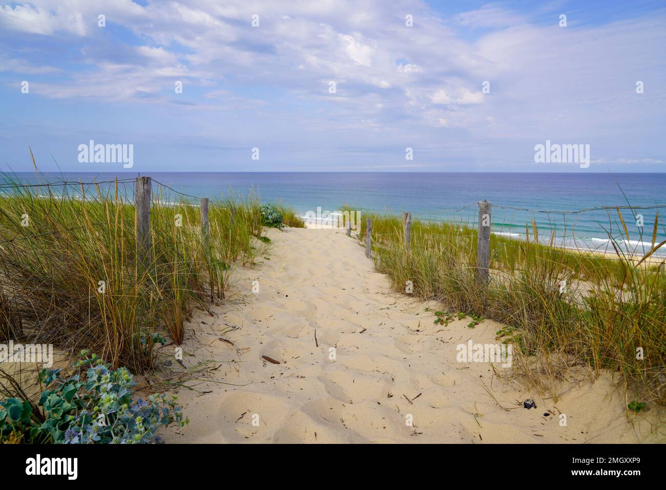 Beautiful landscape path way access Atlantic beach in sand dunes in Cap ...