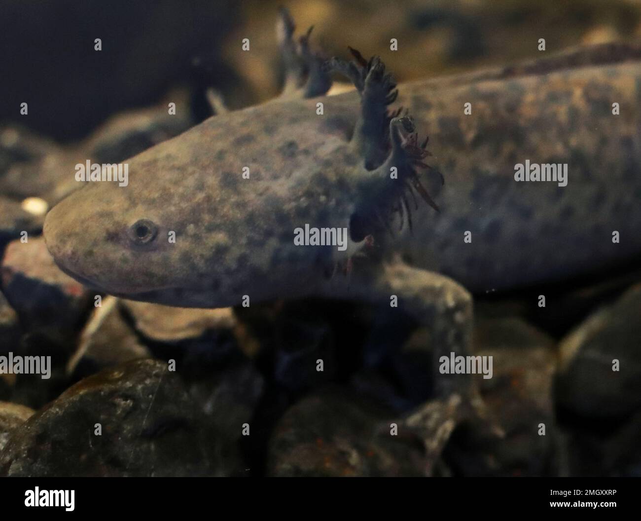 Axolotl museum hi-res stock photography and images - Alamy