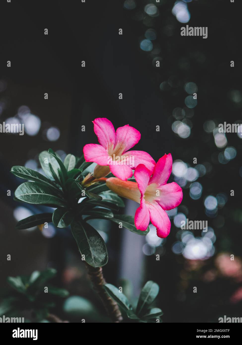 Adenium Obesum flower. Pink Adenium Obesum Plant. Pink flower. Nature ...