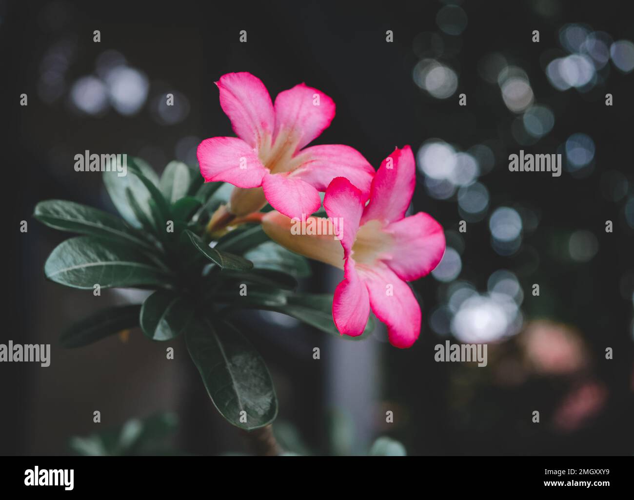 Adenium Obesum flower. Pink Adenium Obesum Plant. Pink flower. Nature ...