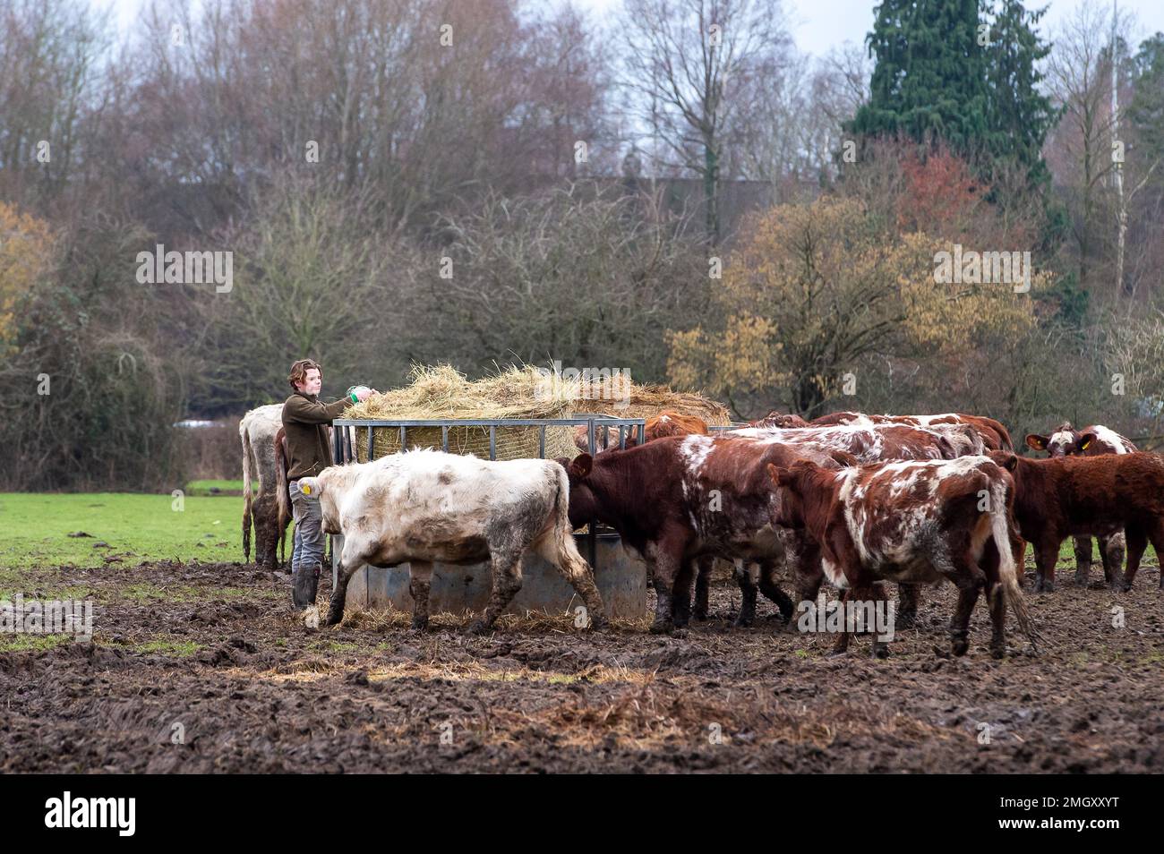 Therese coffey farm hi-res stock photography and images - Alamy