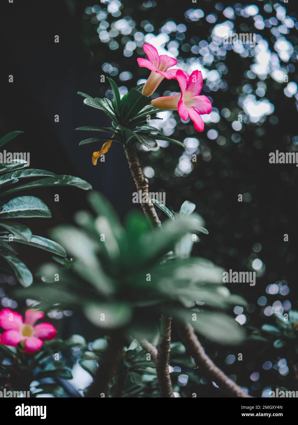 Adenium Obesum Flower Pink Adenium Obesum Plant Pink Flower Nature