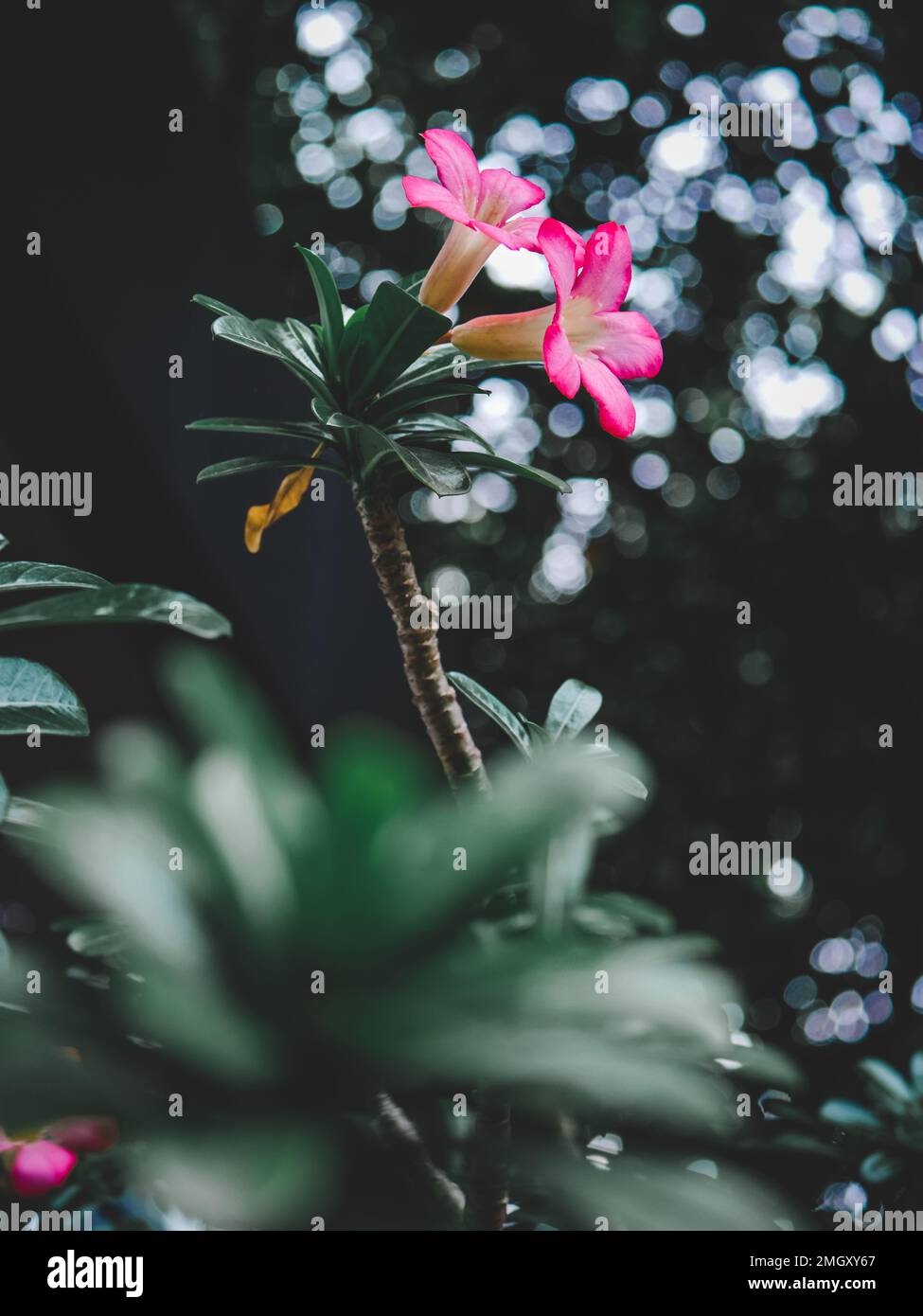 Adenium Obesum Flower Pink Adenium Obesum Plant Pink Flower Nature