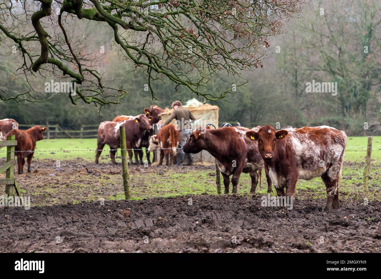 Therese coffey farm hi-res stock photography and images - Alamy