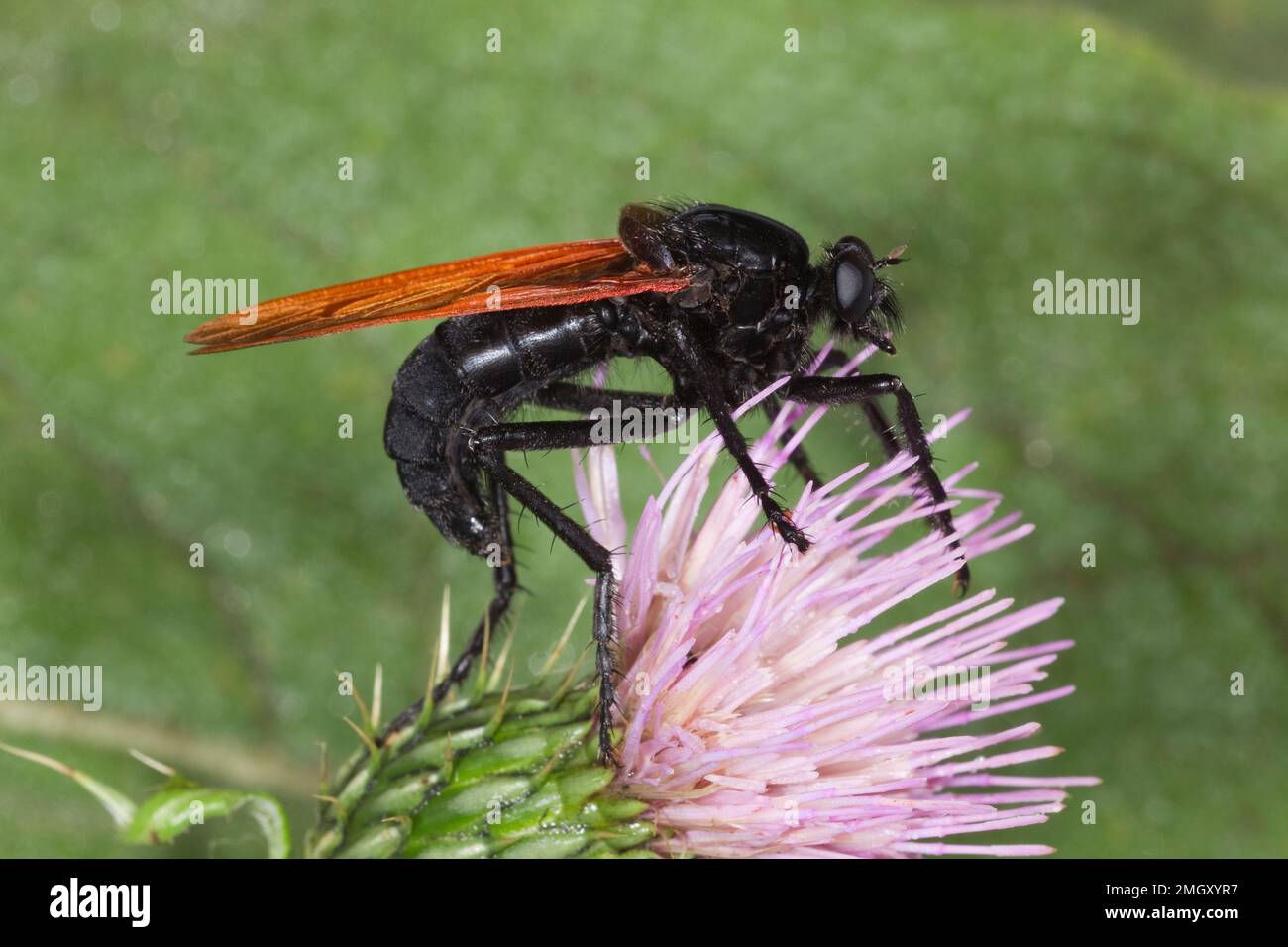 Pepsis wasp mimic hi-res stock photography and images - Alamy