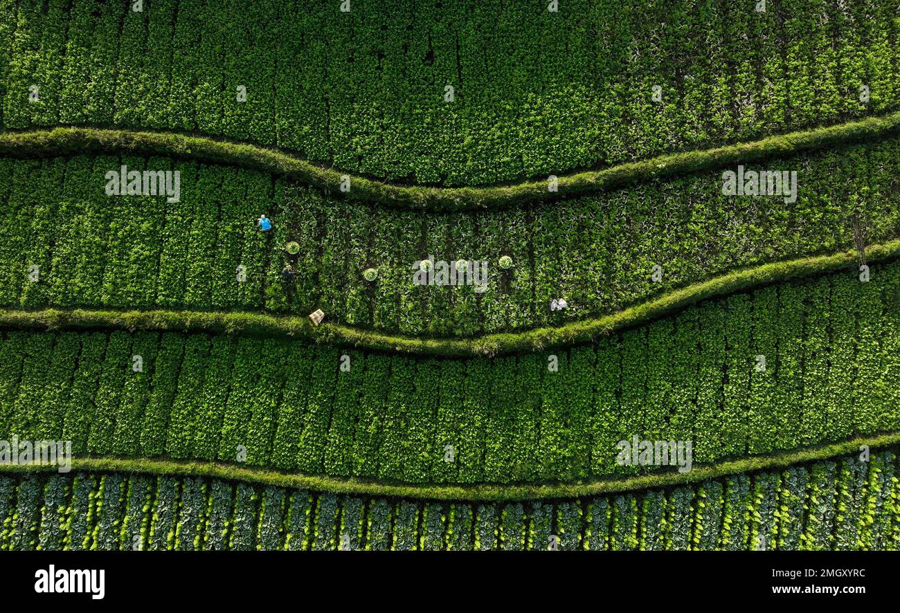 A cabbage farm from above, with farmers harvesting Stock Photo - Alamy
