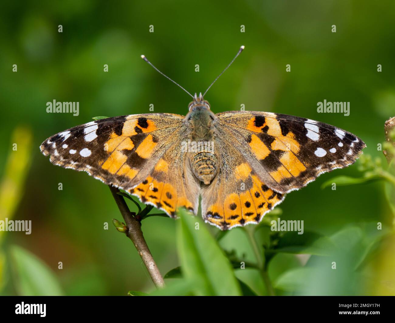 Painted Lady Butterfly Stock Photo - Alamy