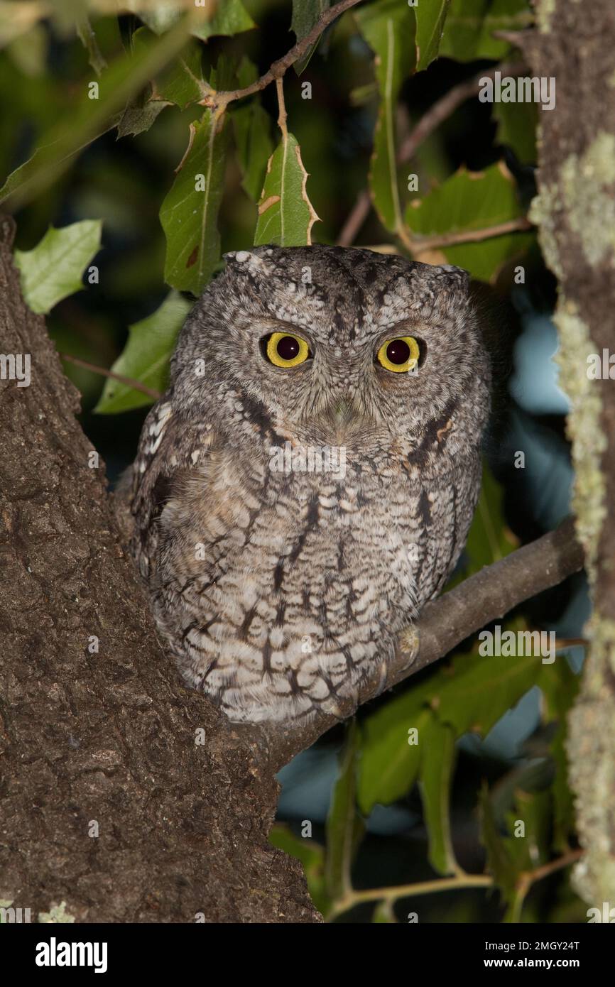 Trichosis hi-res stock photography and images - Alamy