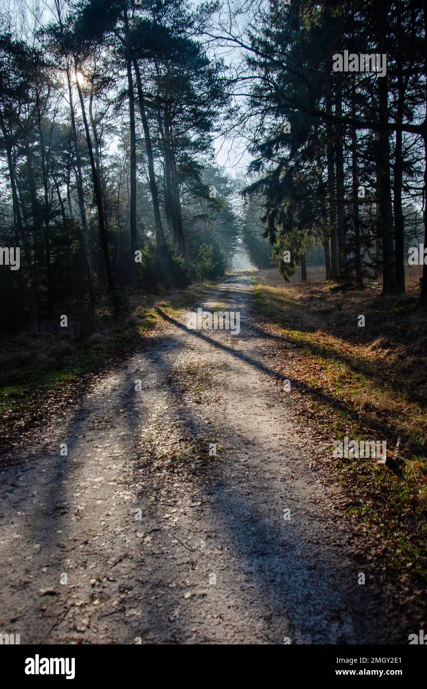 Sunlight shining through the tees on both sides of a dirt road ...