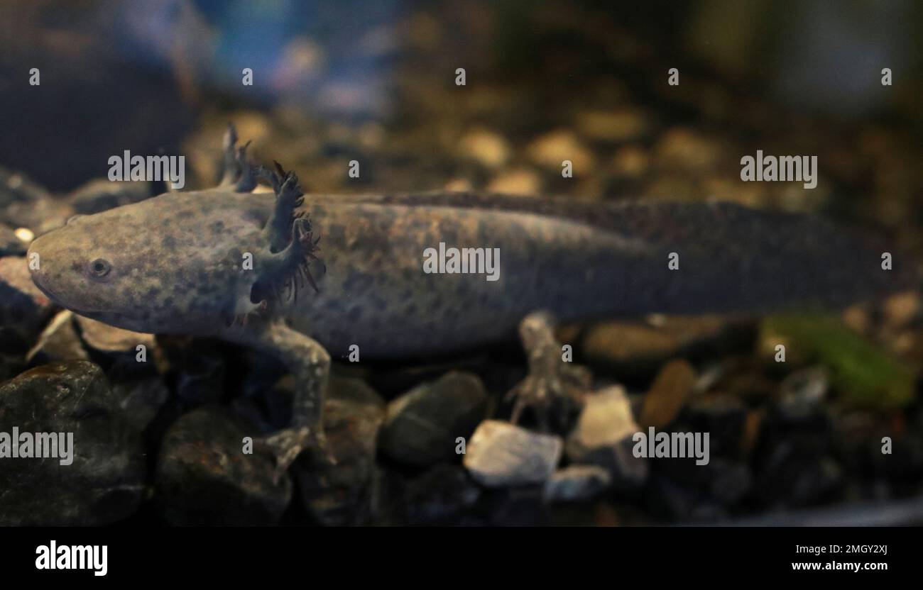 Axolotl museum hi-res stock photography and images - Alamy