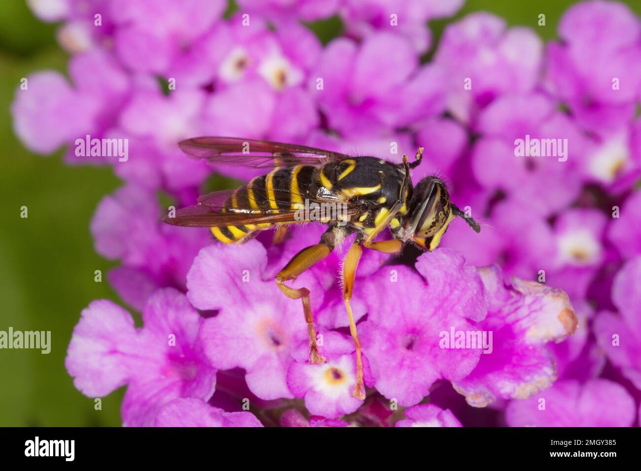 Syrphid Fly female, Spilomyia crandalli, Syrphidae Stock Photo - Alamy