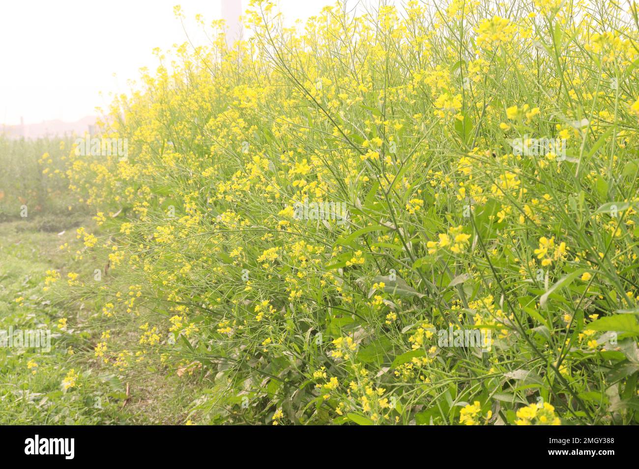 yellow colored mustard flower on farm for harvest Stock Photo - Alamy