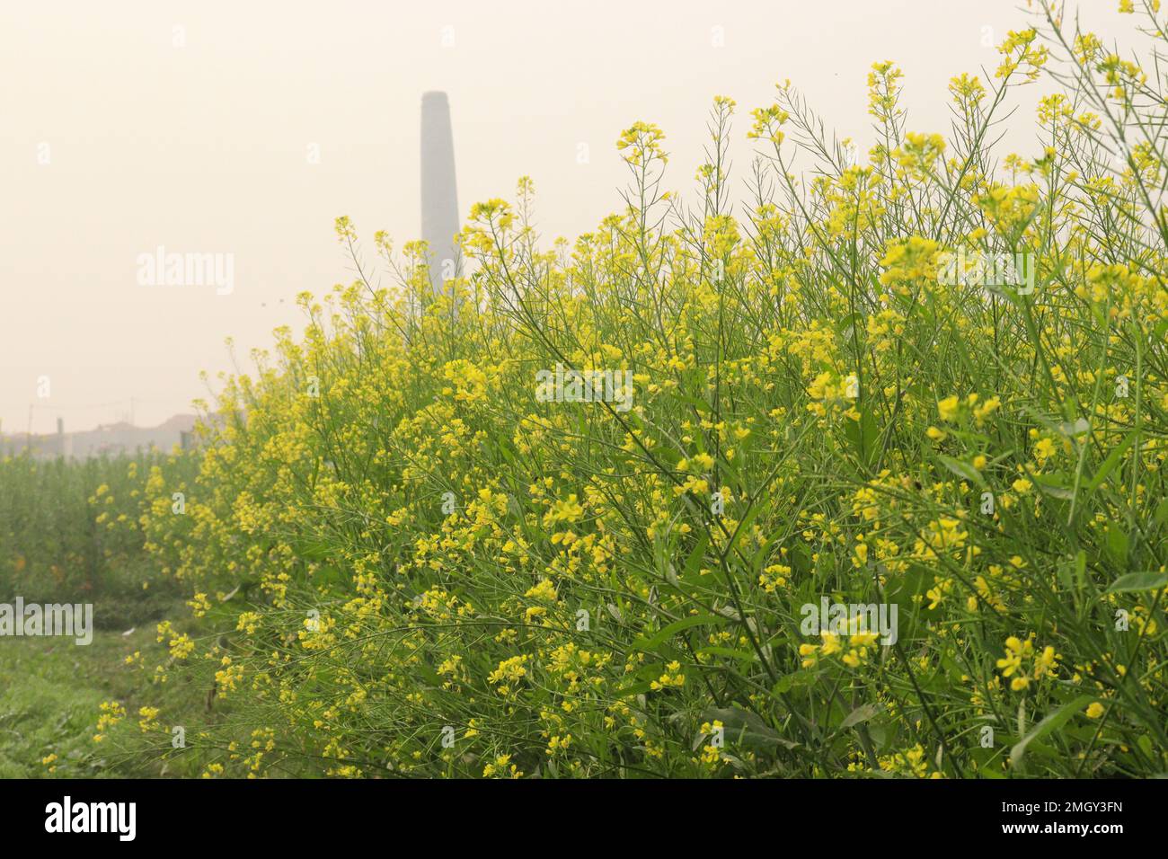 Mustard flower cultivation hi-res stock photography and images - Alamy