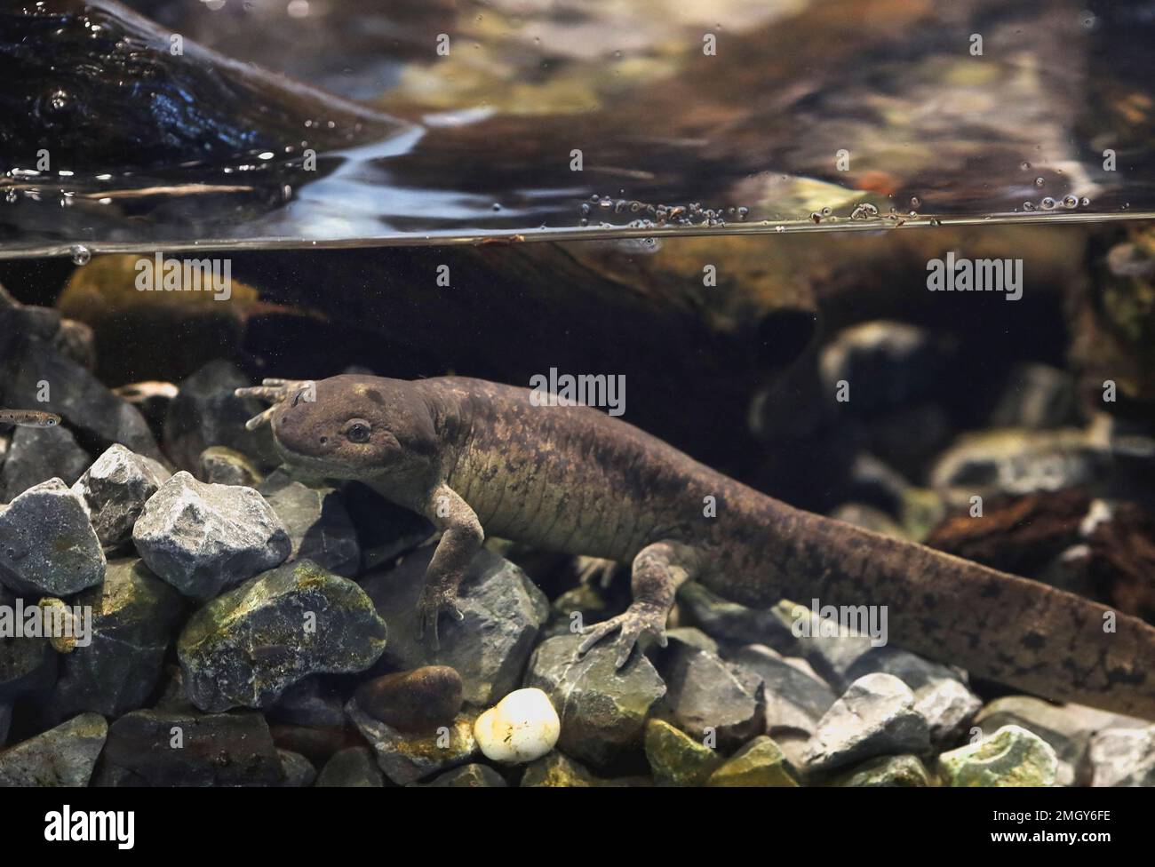 Axolotl museum hi-res stock photography and images - Alamy