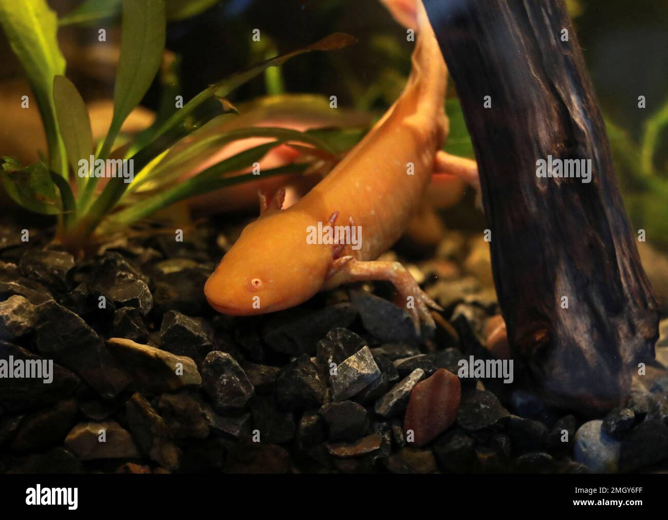 Axolotl museum hi-res stock photography and images - Alamy