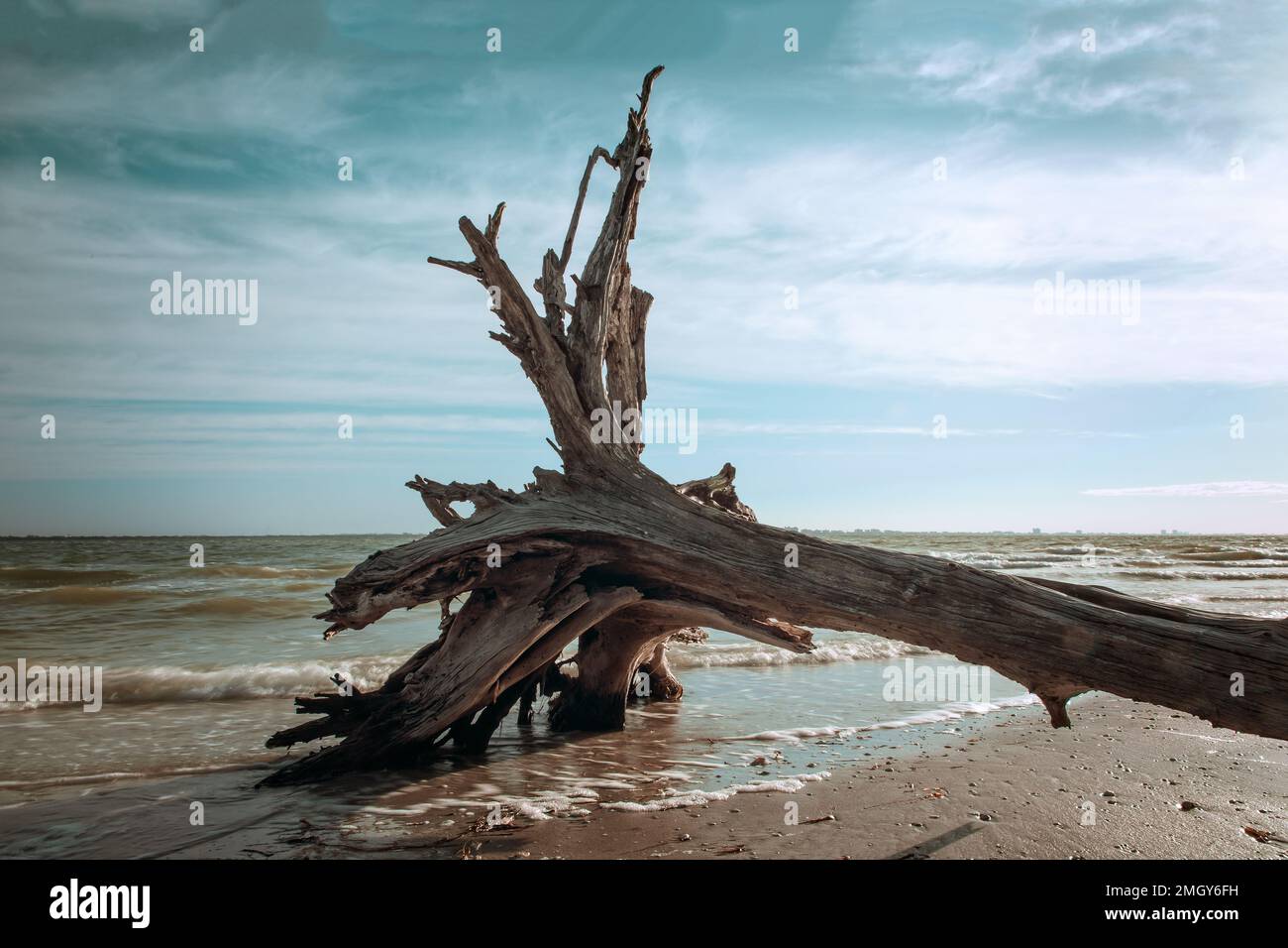 Dead tree on the beach of Sanibel Island, Florida USA Stock Photo - Alamy