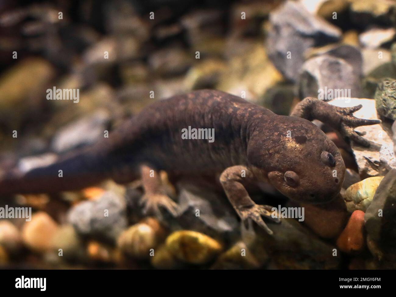 Axolotl museum hi-res stock photography and images - Alamy