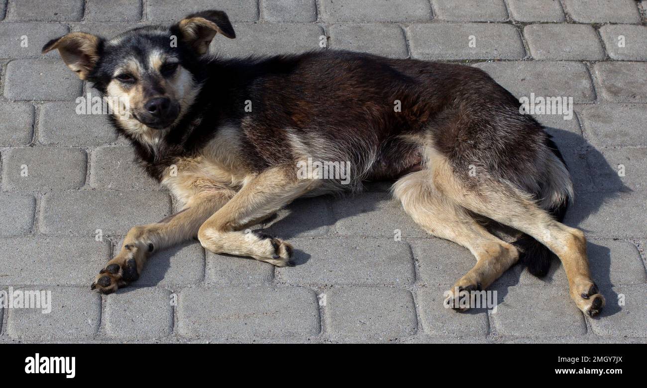 dog lies on pavement. stray orphan dog. Homeless animal Stock Photo - Alamy
