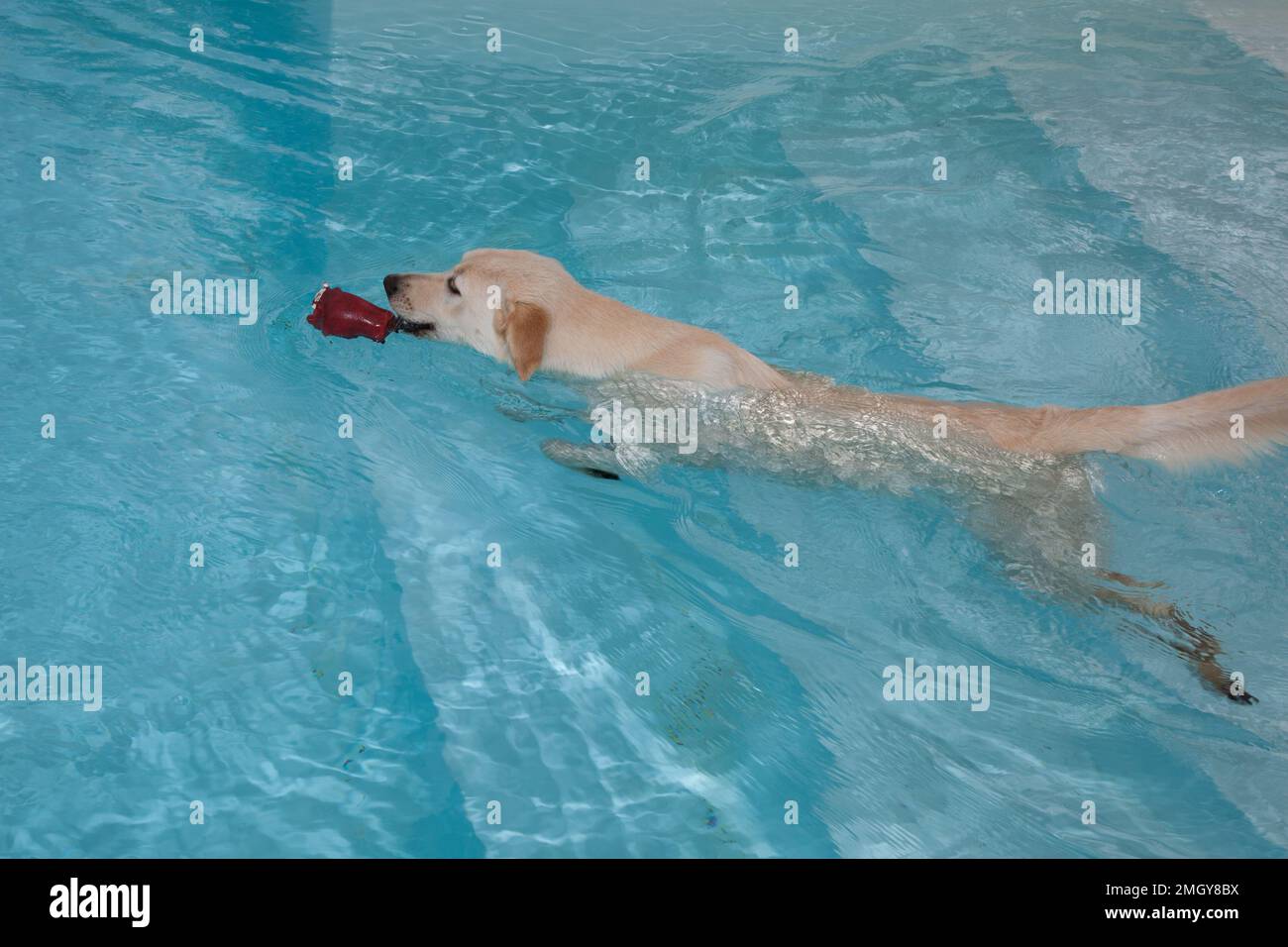The labrador, Golden retriever swimming in pool Stock Photo - Alamy