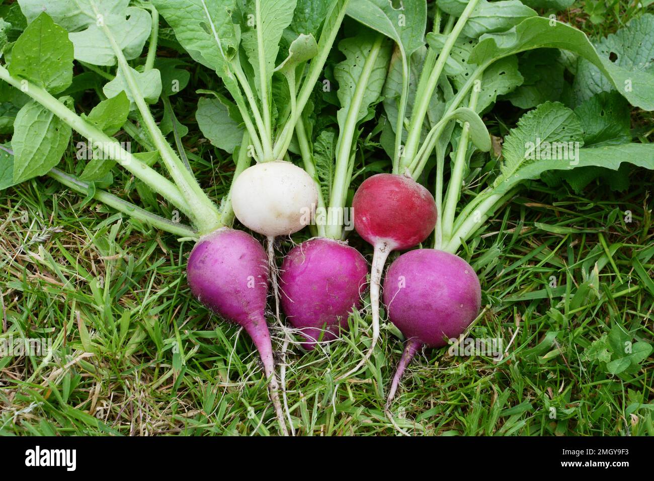 Five fresh radishes with rainbow-coloured skins and spiky green foliage ...
