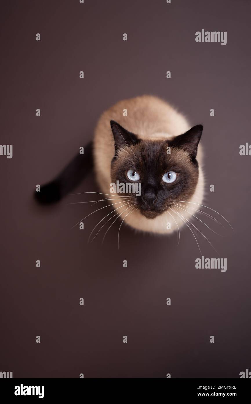 Cat top angle shot hi-res stock photography and images - Alamy