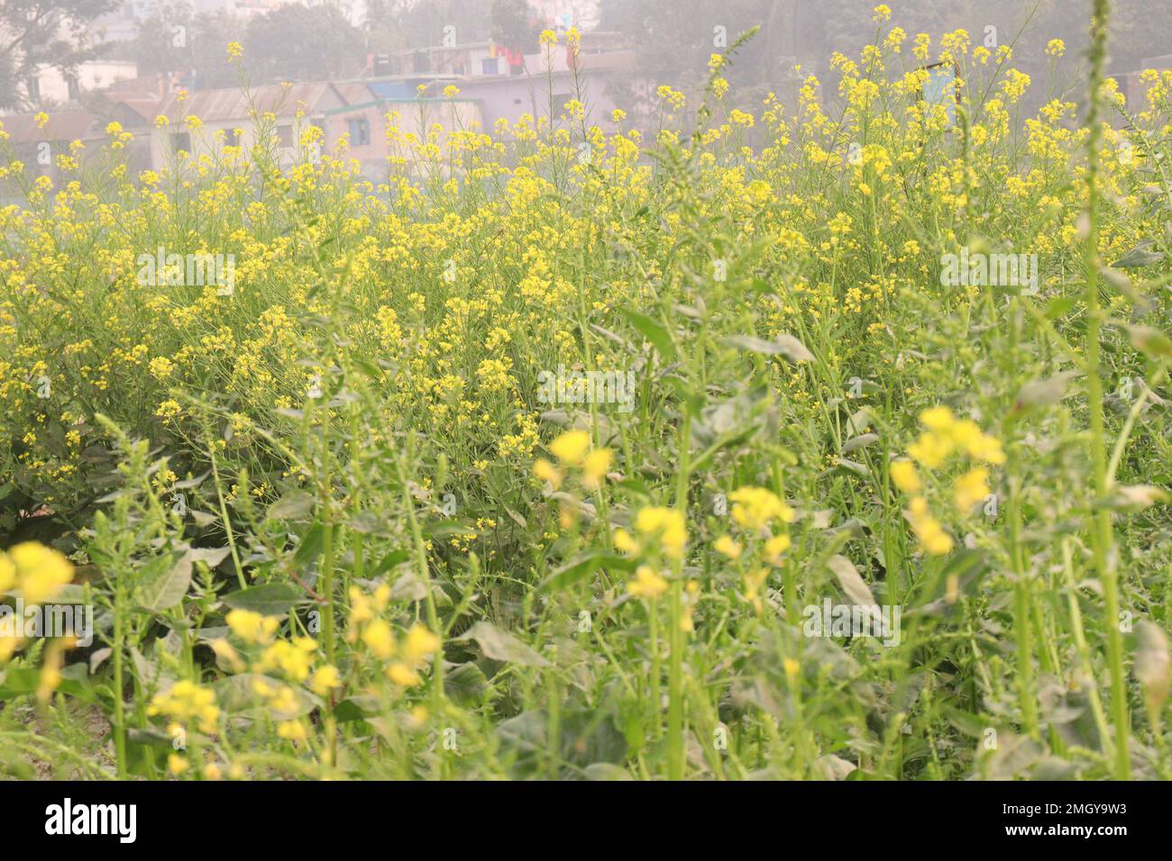 yellow colored mustard flower on farm for harvest Stock Photo - Alamy