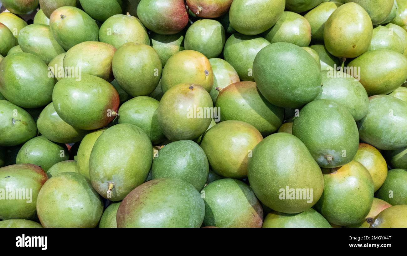 many mangoes background of lot of green pile of fresh mango fruits ...