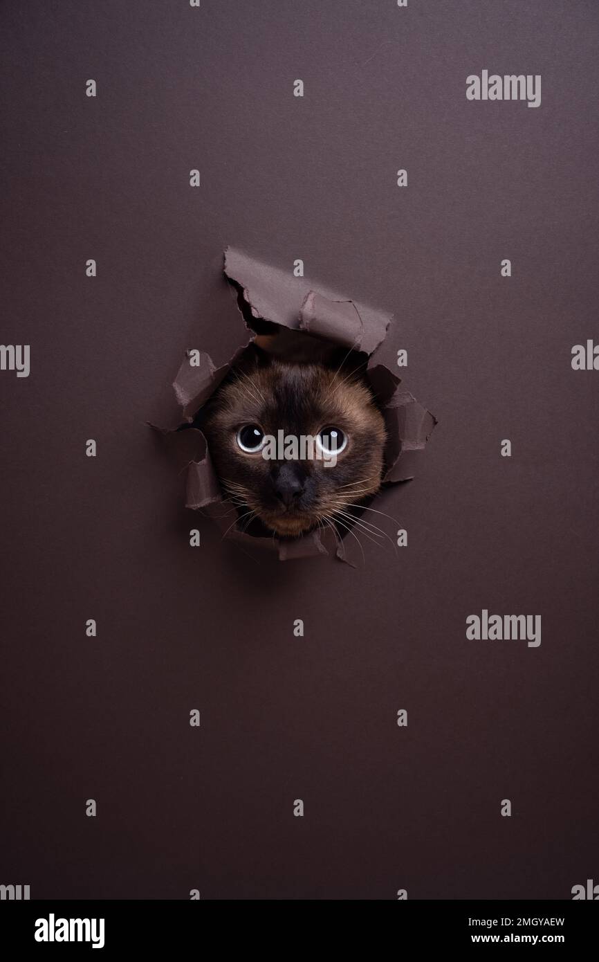 curious siamese cat poking head through torn paper hole gazing at ...