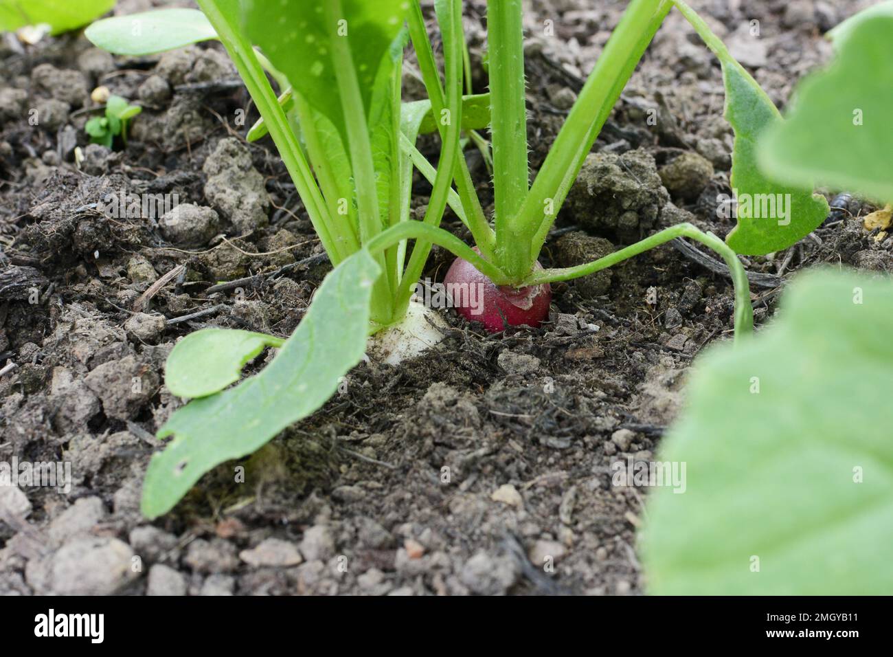 White and red radishes growing in a vegetable garden, with leafy green ...
