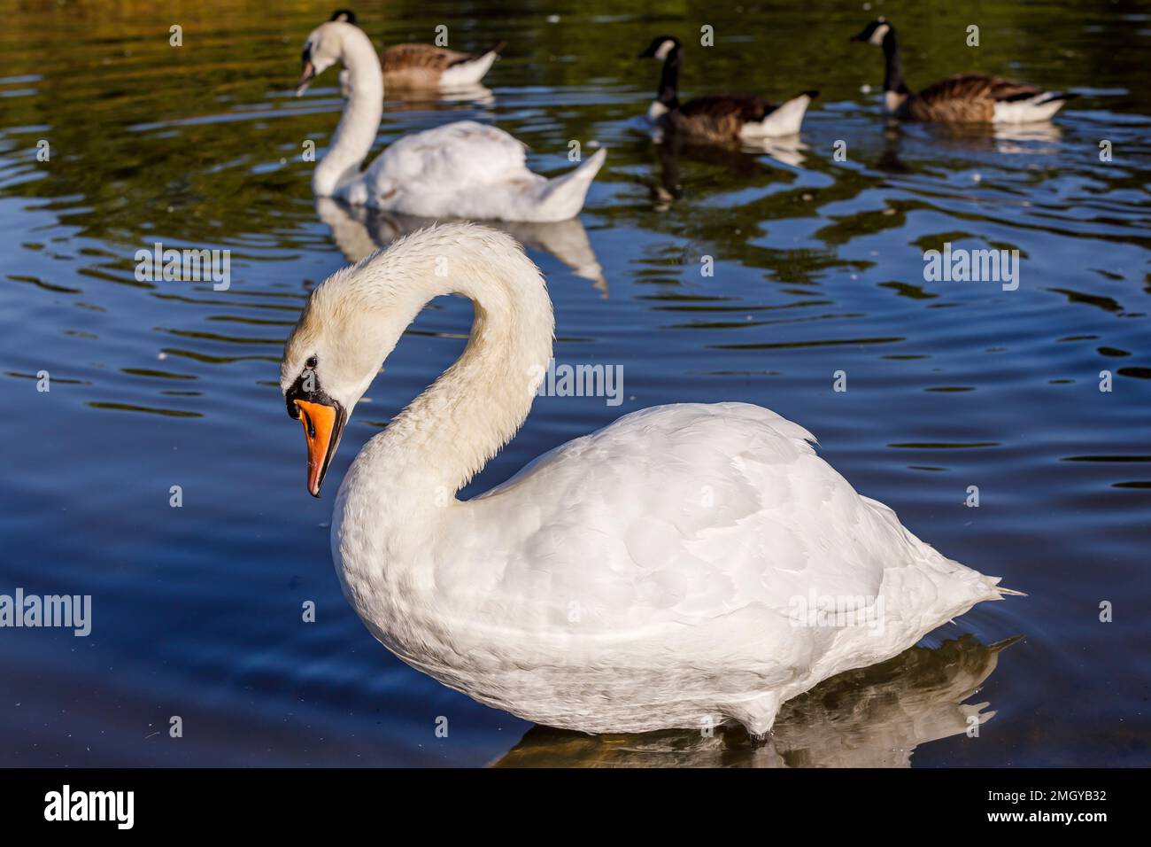 Forest Gate local area photography, London, UK, England Stock Photo - Alamy