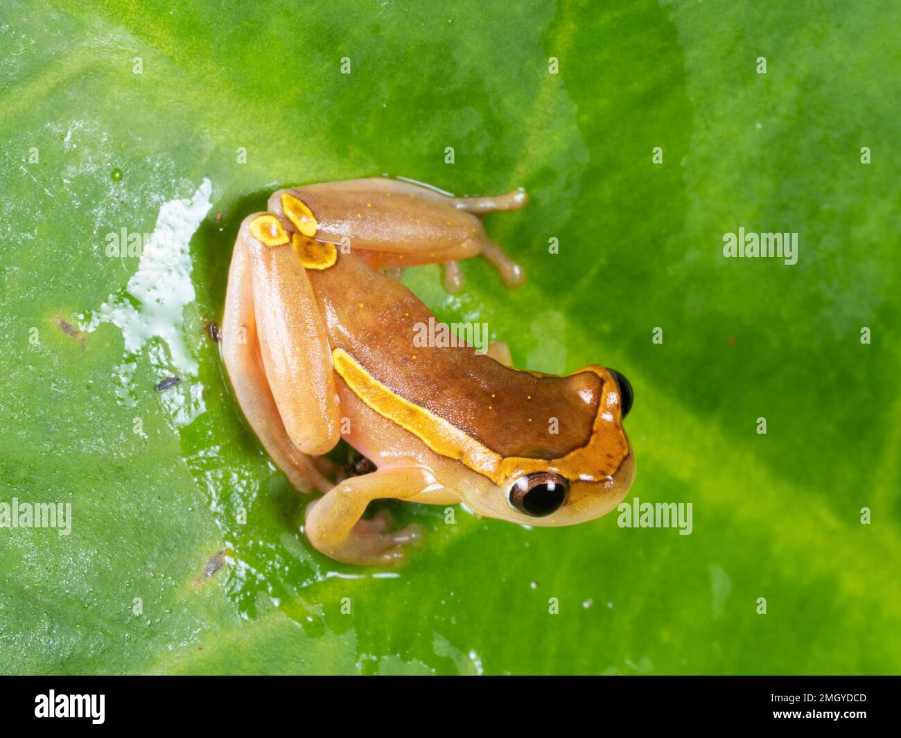 Upper Amazon Treefrog (Dendropsophus bifurcus), in the rainforest ...