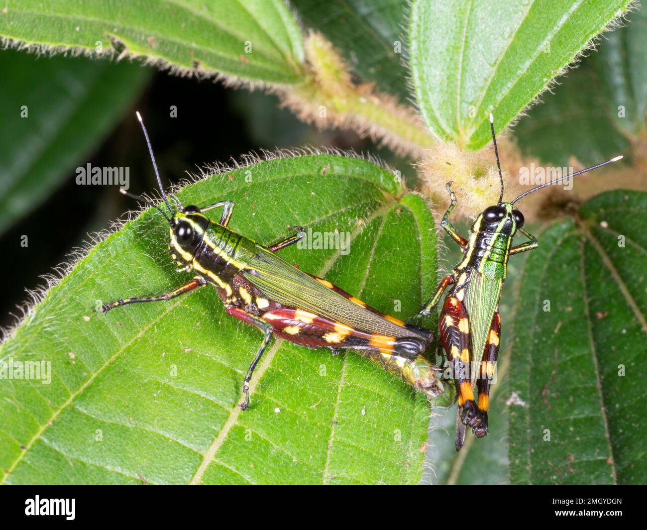 Grasshoppers mating in rainforest, Orellana province, Ecuador Stock ...