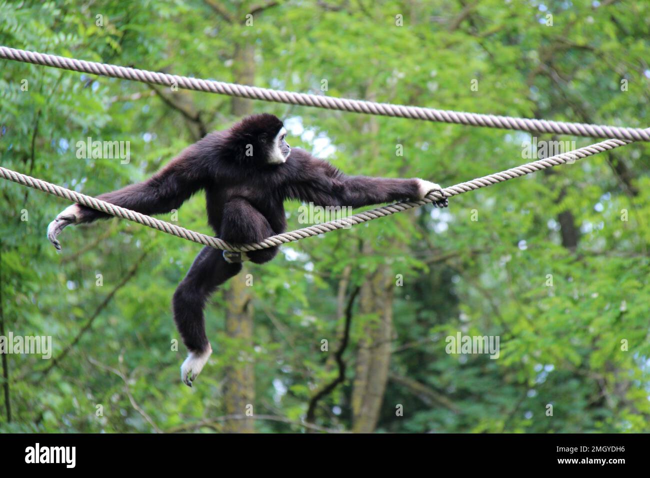 Singe gibbon hi-res stock photography and images - Alamy