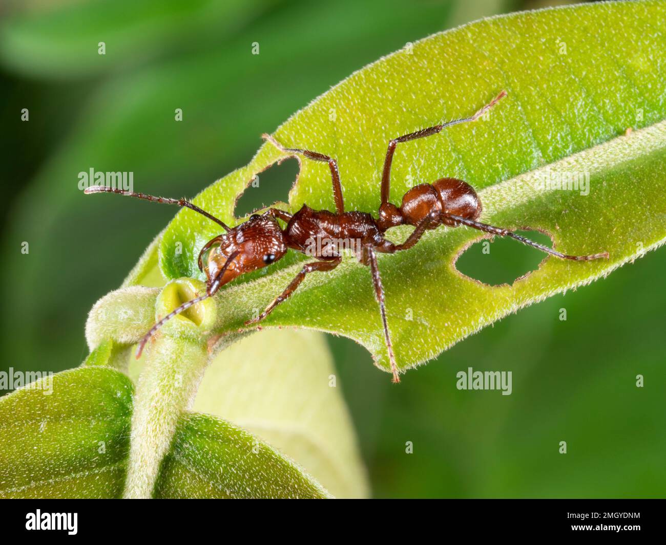 Ants drinking nectar from extra-floral nectary on the leaf of an Inga ...