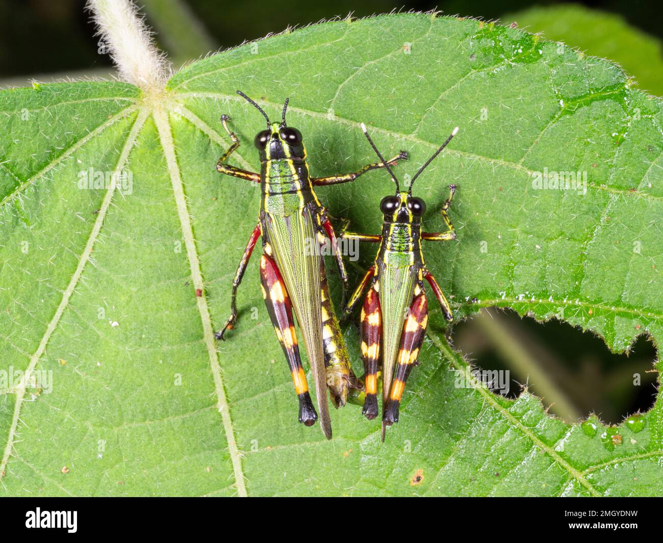 Grasshoppers mating in rainforest, Orellana province, Ecuador Stock ...