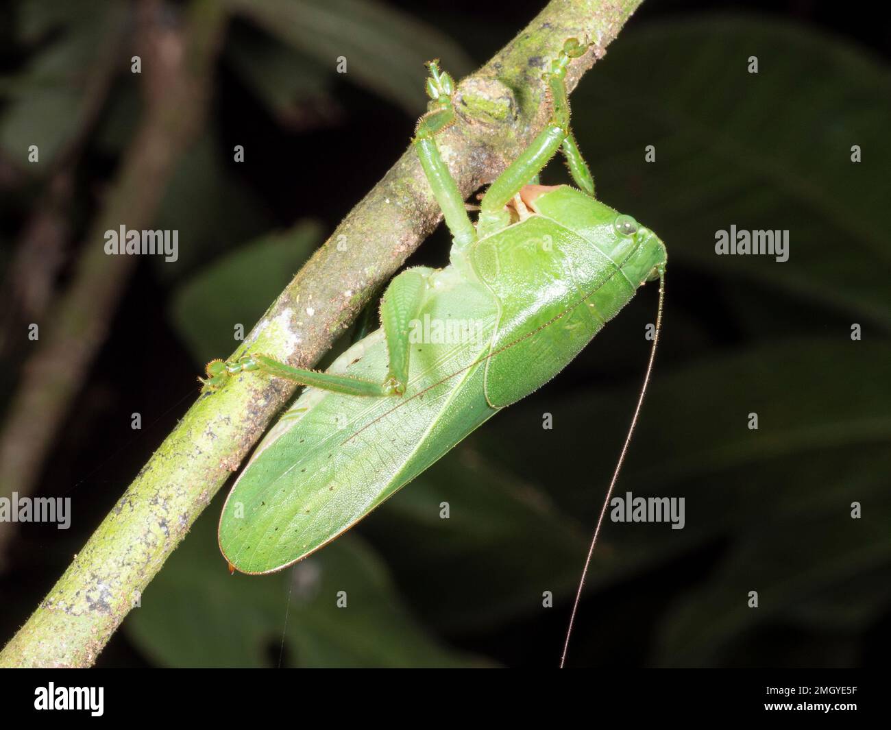 An unusual bush cricket in the rainforest understory, Orellana province ...