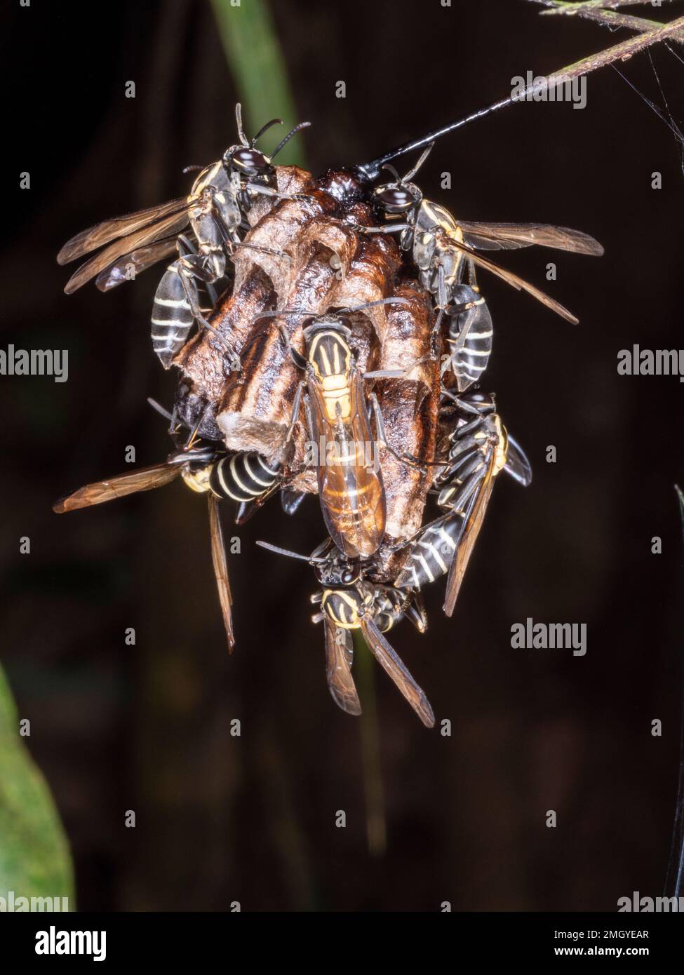 Small wasp nest in the rainforest, an egg visible, Orellana province ...