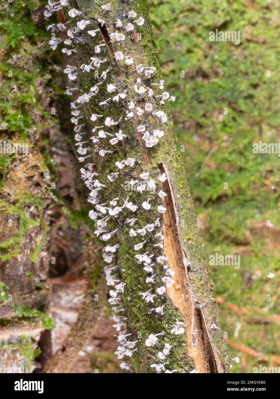 Fungal fruiting bodies on a mossy twig in the rainforest, Orellana ...