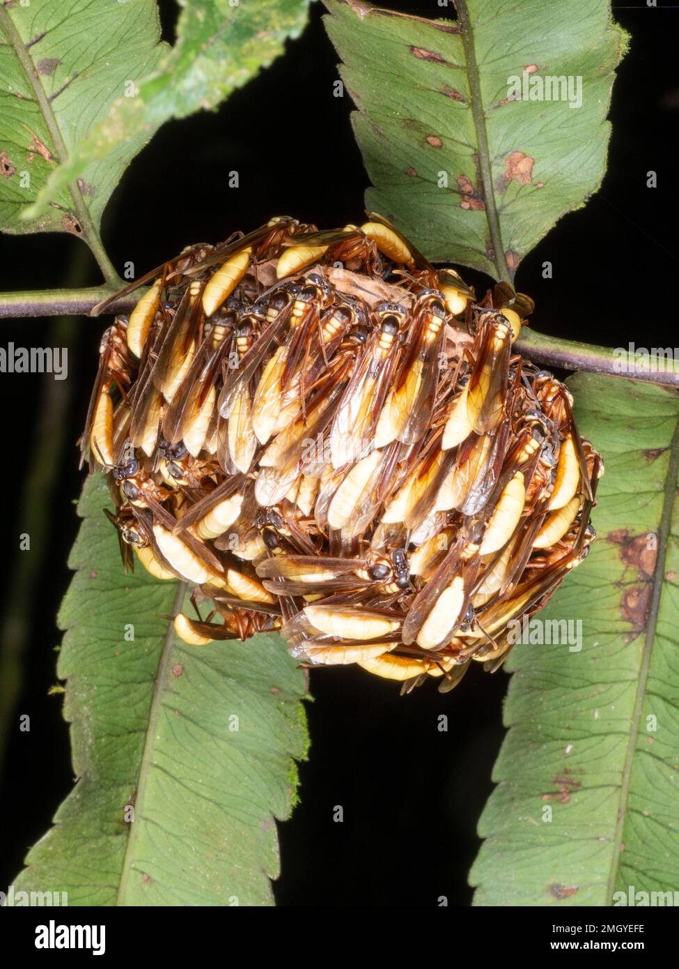 Nest of the Nocturnal Social Wasp (Apoica pallens), hanging in the ...