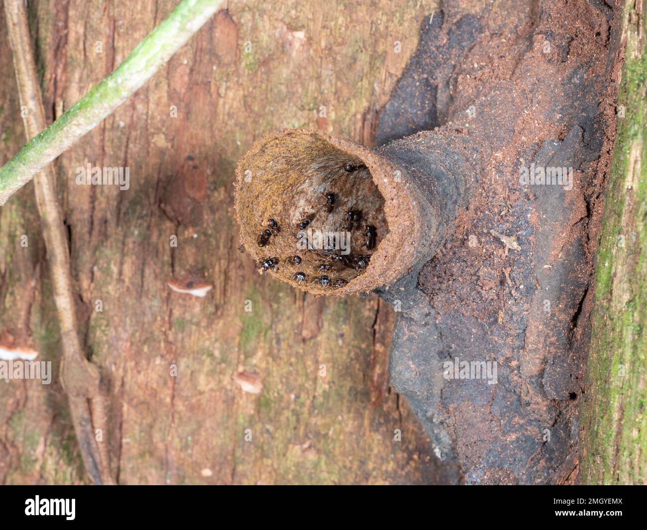 Stingless (Meliponine) bee nest in a tree trunk, in the rainforest ...