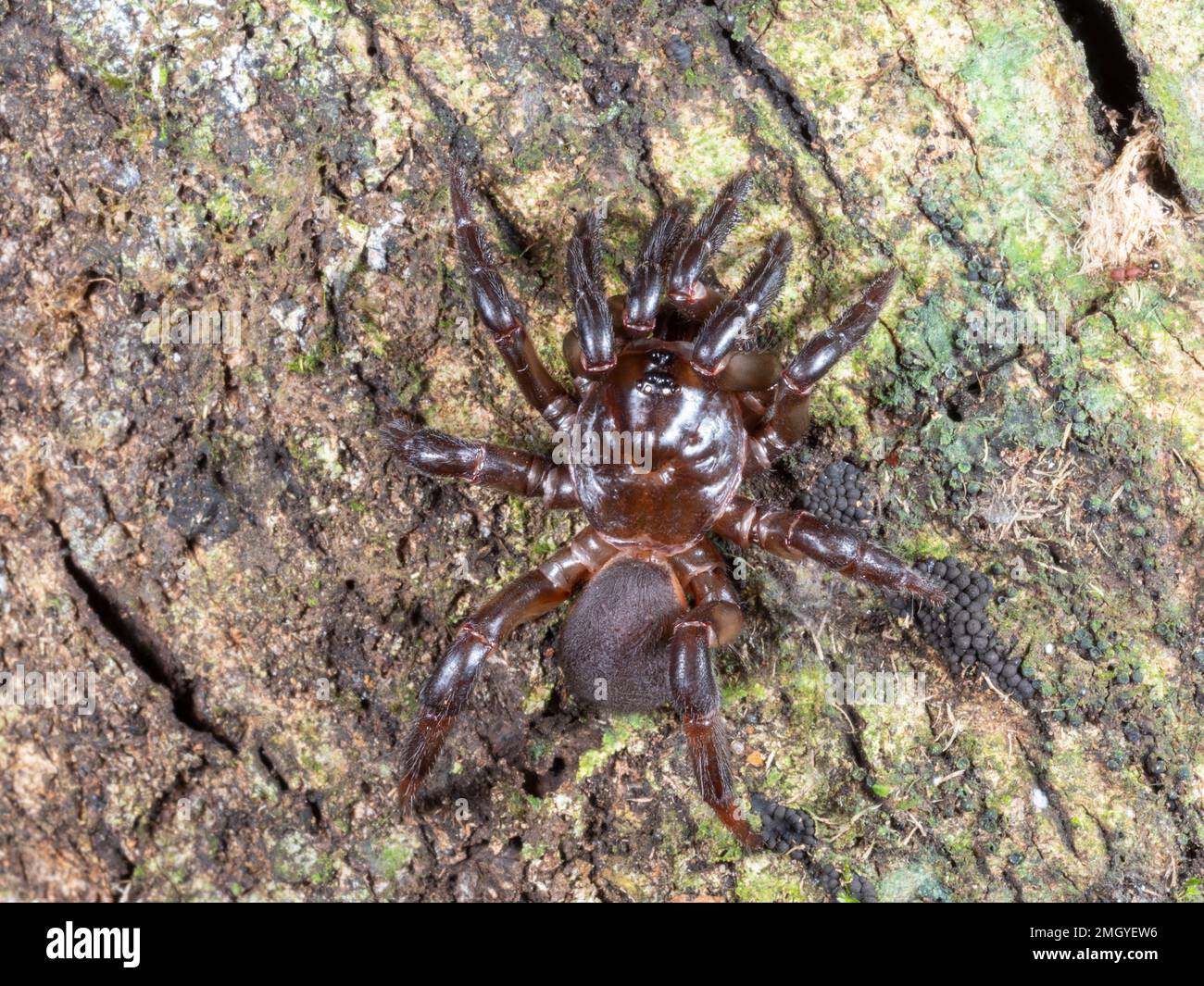 Purse web spider (family Atypidae) won a tree trunlk in the rainforest ...