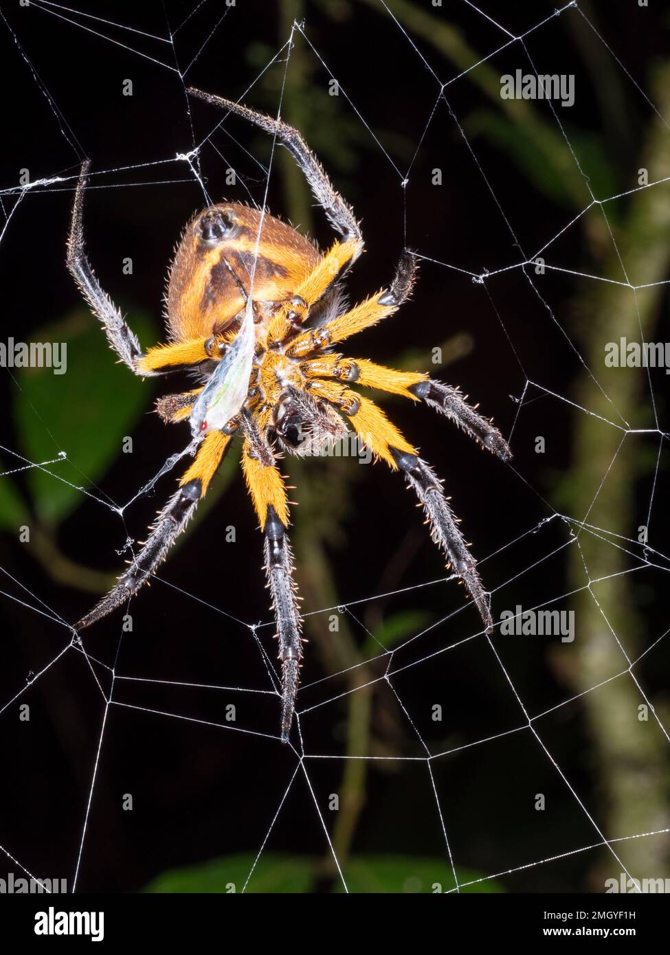 Orbweaver Spider (Eriophora fuliginea) wrapping prey in silk prior to ...