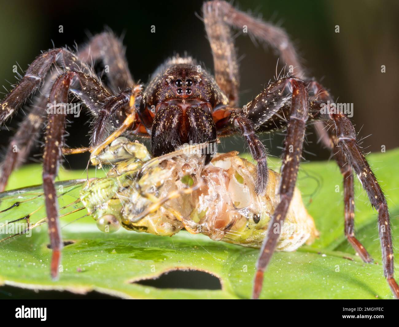 Wandering sipder (Ctenidae) feeding on a praying mantis it had captured ...