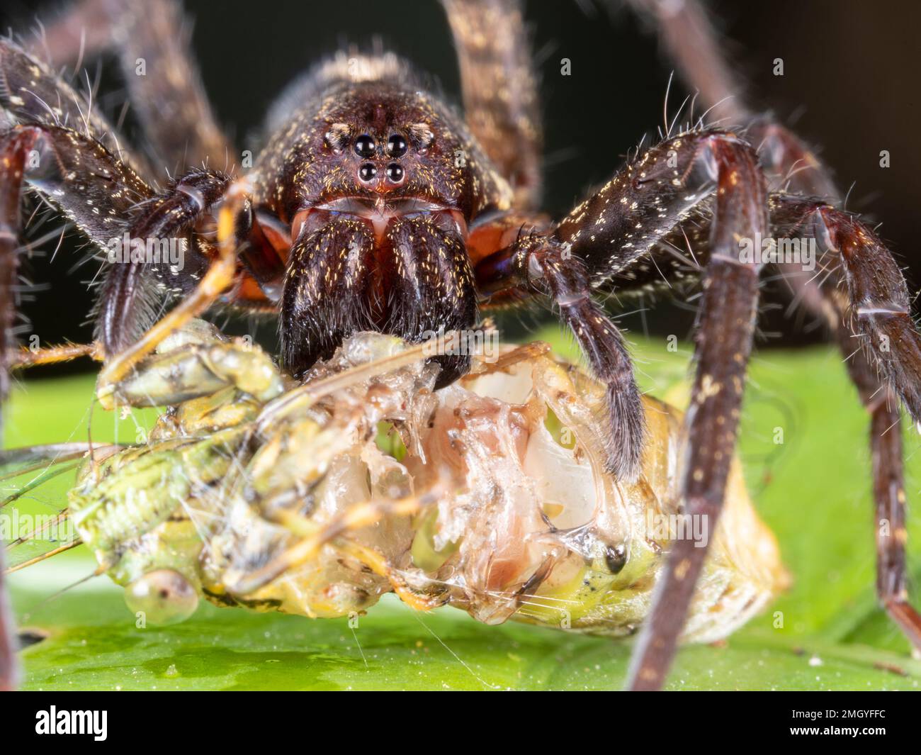 Wandering sipder (Ctenidae) feeding on a praying mantis it had captured ...