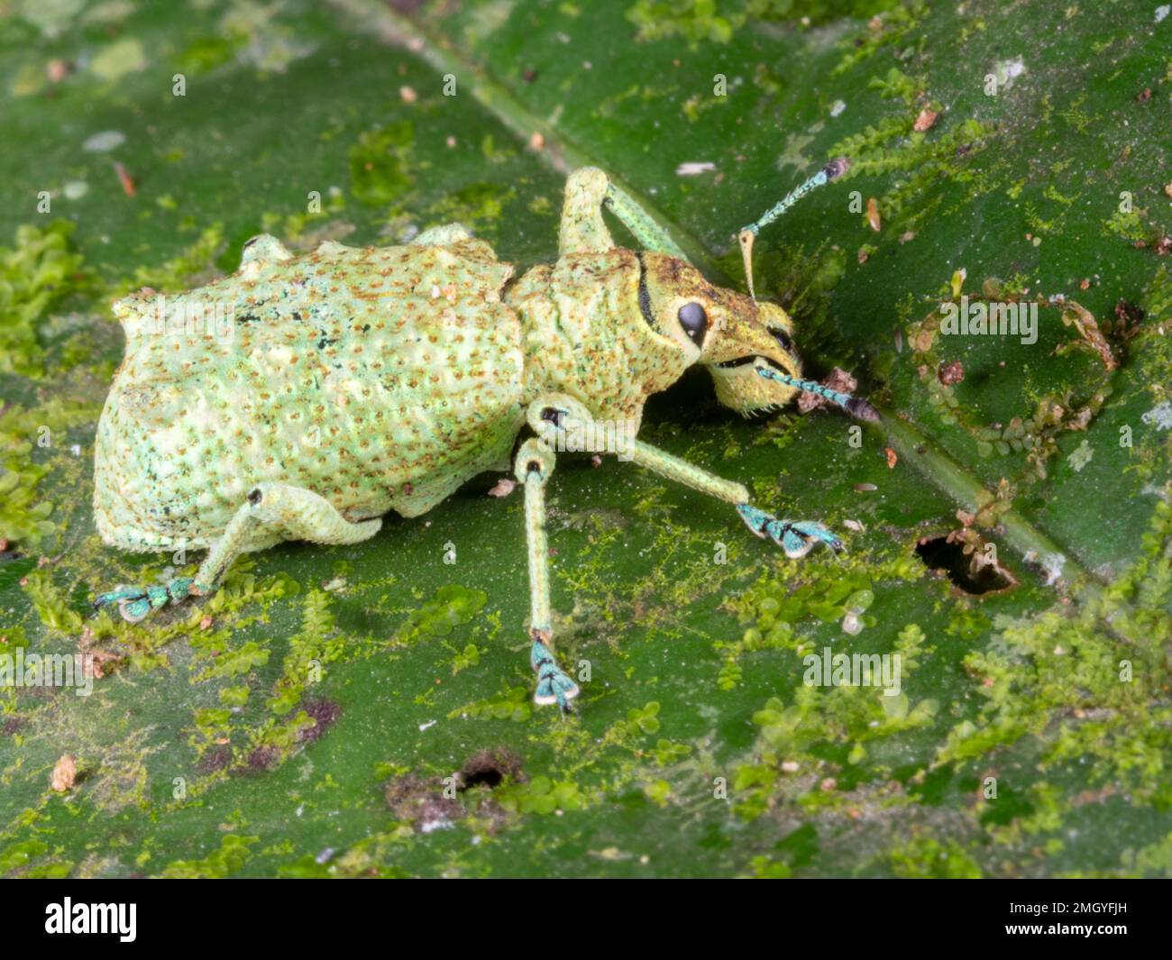 Glitter Weevil (Compsus sp.), in the rainforest, Orellana province ...
