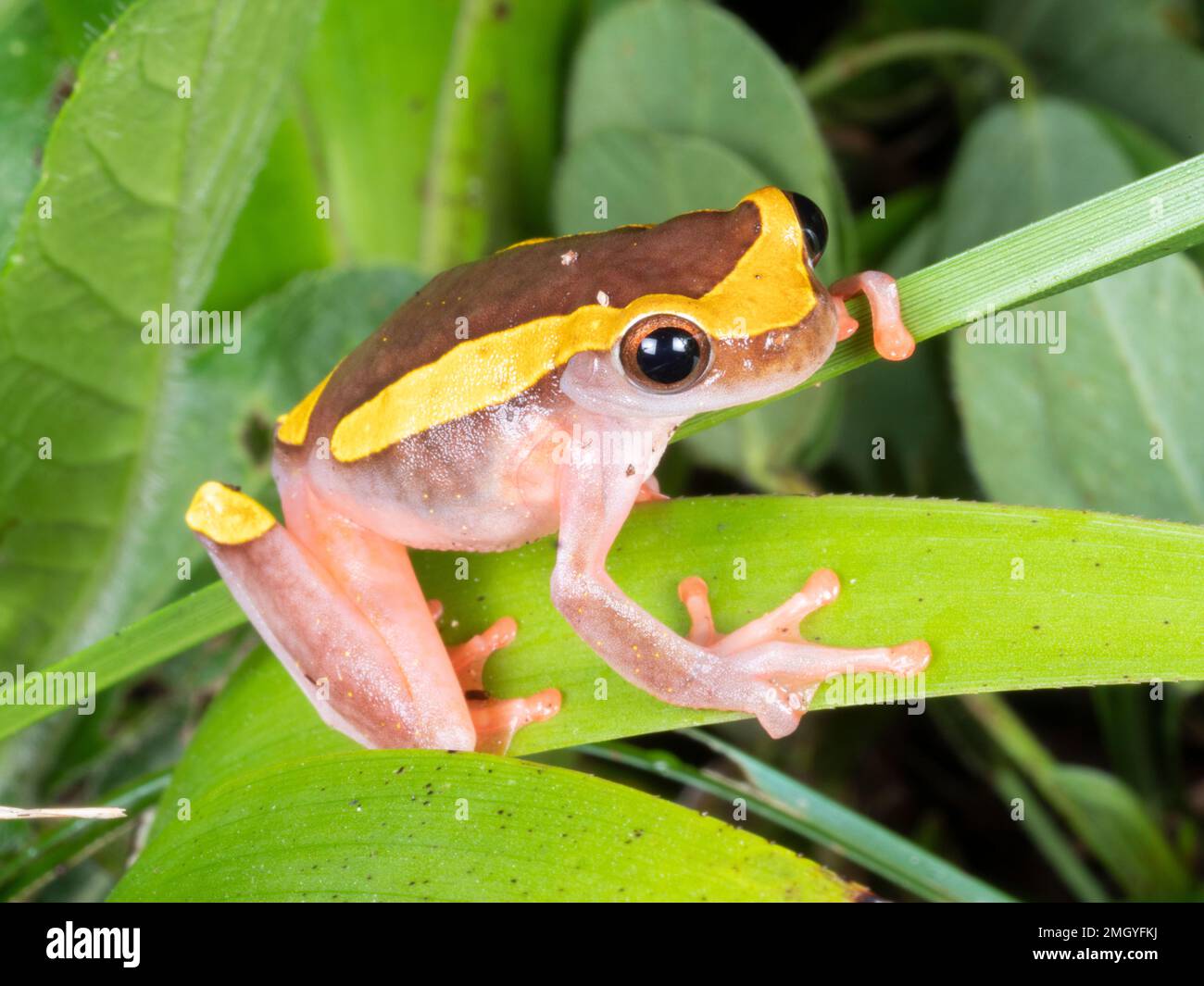 Upper Amazon Treefrog (Dendropsophus bifurcus), in the rainforest ...