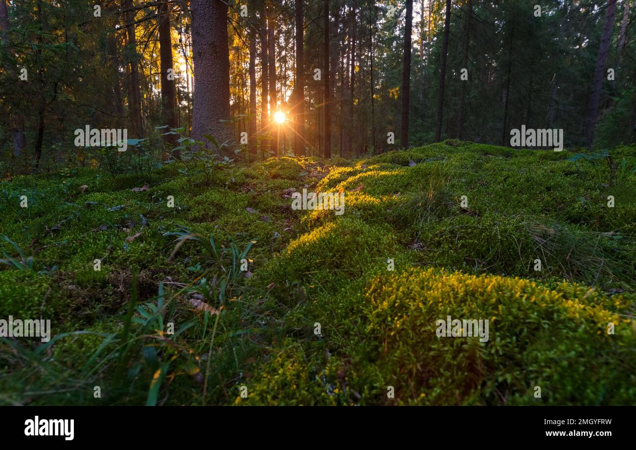 Sunrise in a beautiful green forest in Lithuania Stock Photo - Alamy