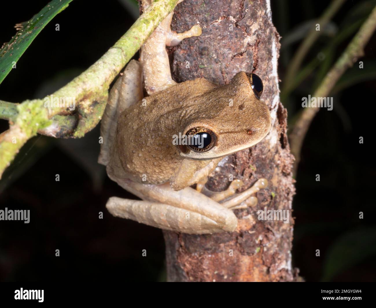 Flat broad-headed tree frog (Osteocephalus planiceps) on a branch in ...